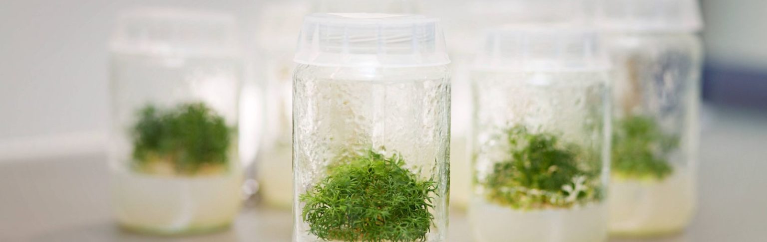 Home - Pharmaplant